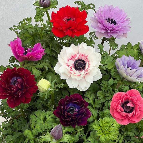 フランは、広原園さんとハピネスさんコラボの八重咲きアネモネです。まだ選抜中ですので花色は5〜6色くらい、ポルト寄り〜シフォン寄りと色幅があります。1ポットに2本植えてありますので、2色咲きになるポットもあります。※詳しい商品説明は下のほうに...