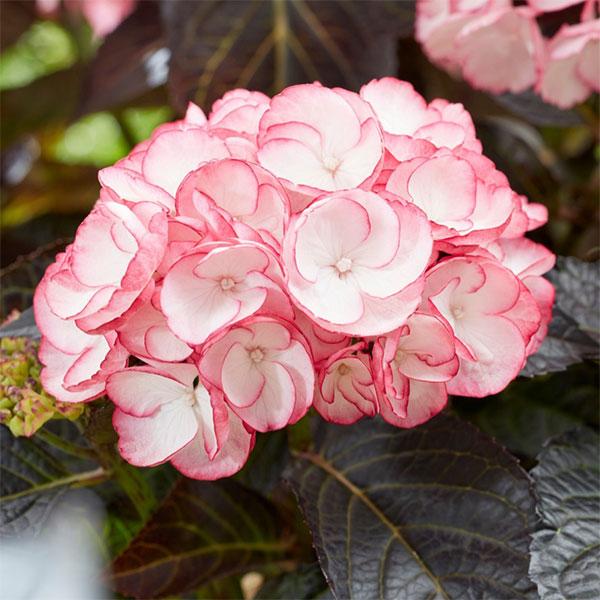 黒葉とピンク覆輪の白花の対比が美しい 庭植え可能 紫陽花 ★こちらの商品は開花または開花予定株です。お届け時期の気候によってはお花が固い場合や、花色がまだ薄い場合があります★ブラックダイヤモンドシリーズのアジサイ。欧米で大人気の黒葉ハイドラ...