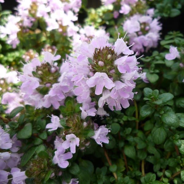 寄せ植えやグランドカバーに 6〜7月開花 ハーブ 多年草 イブキジャコウソウは北海道、本州、九州、朝鮮半島などの涼しい地域に自生するほふく性のタイムの仲間。細い枝に細かい葉を茂らせ、這うように地面に広がります。初夏に愛らしい花を一斉に咲かせ...