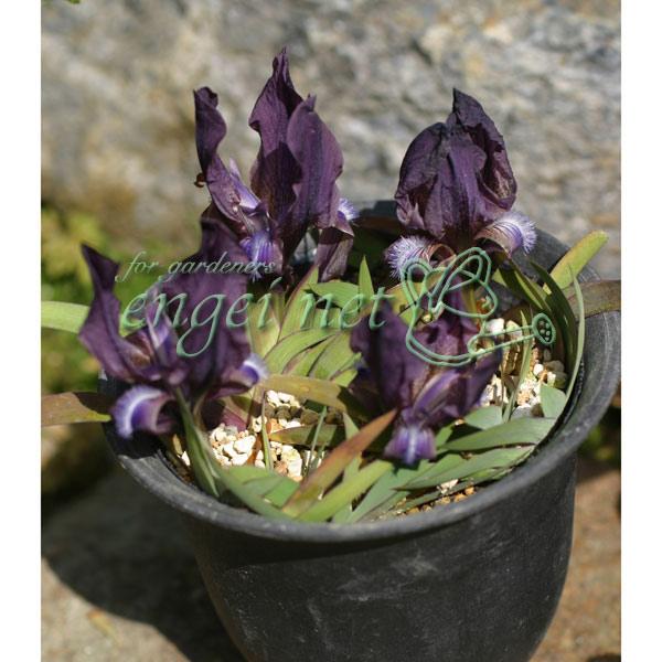 葉が丸く湾曲している姿が鶏の尾に似ている小型のアヤメ。トルコやブルガリア原産のイリス・サベオレンスです。小型でも大輪の美しい花を咲かせます。鉢植えやロックガーデンに適しています。※詳しい商品説明は下のほうに記載があります