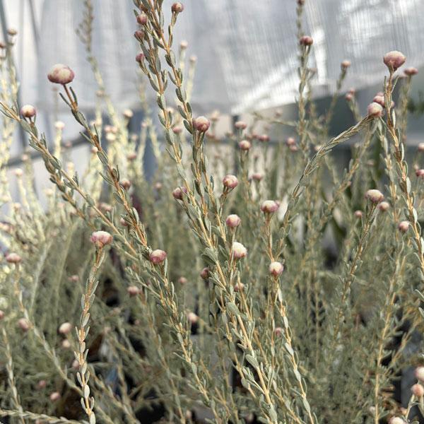 ロックガーデンや寄せ植えに ディクラスティリスは西オーストラリアに分布する常緑低木。一見ハーブのような見た目で、株はシュラブ上に生育し、ラベンダーやサントリナに似た細かなシルバーがかった葉を細い茎にたくさんつけます。春または秋に茎の先端に白...