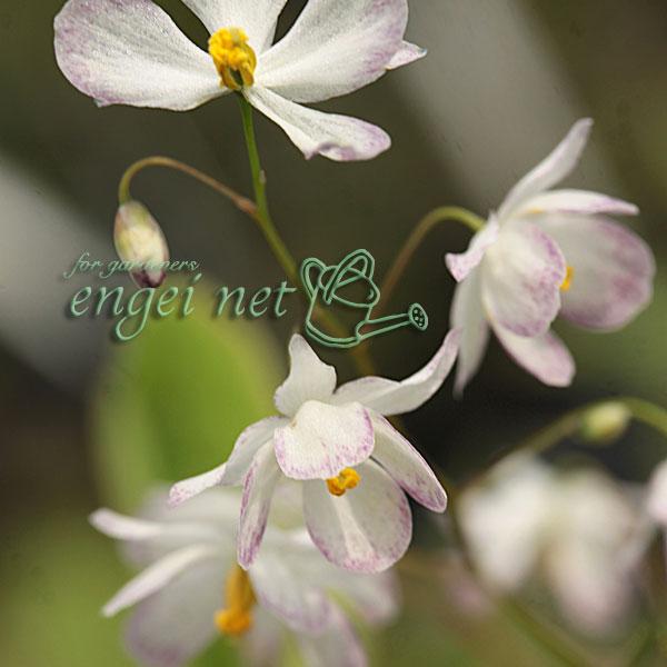 主に北海道の中部から本州の日本海側に自生する山野草で、船の錨（イカリ）に似た花をつけることからこの名がついています。日向でも日陰でも育てられ、春先には白い花をつけます。絞り咲き品種で、花弁のふちに赤紫が入ります。観賞用や薬用として栽培されま...