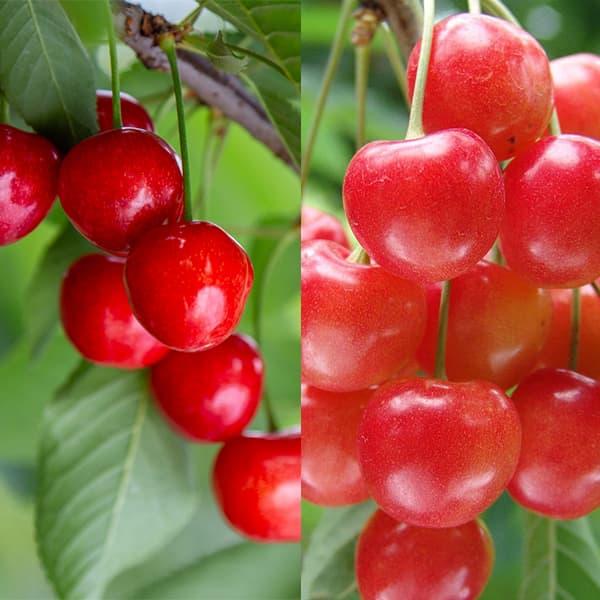 家庭菜園で育てる、さくらんぼの苗木です。互いに受粉する相性のよい組み合わせの2品種セットです。さくらんぼはごく一部の品種を除き自家結実性がないので、異なる品種を組み合わせて近くに植える必要があります。この2種は相性がよく、互いによく受粉しま...