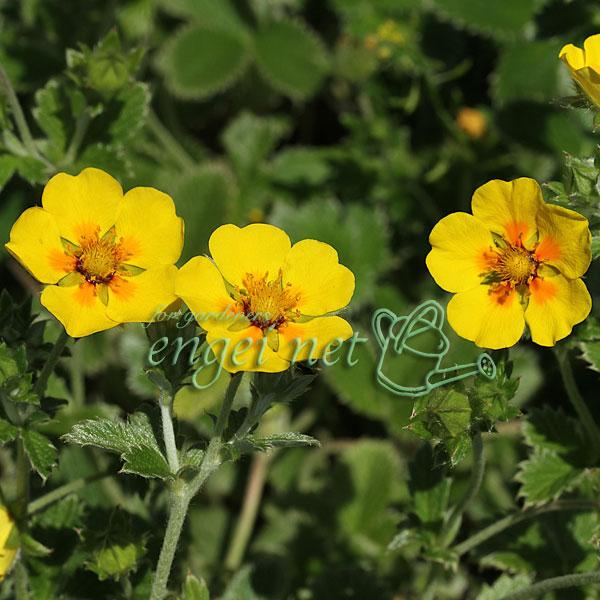 蛇の目キンバイは、黄色〜オレンジ色の花弁に中心部に濃紅色が入る品種です。キンバイは、イチゴによく似た葉に、可憐な花を咲かせるポテンティラの仲間。初夏から夏にかけて花を咲かせます。寒さに強くとても育てやすいバラ科の多年草です。※詳しい商品説明...