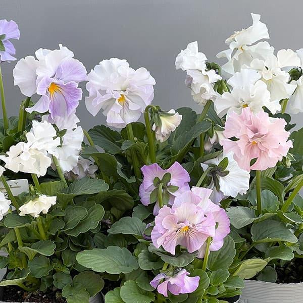 ★入荷から日数が経ったためセール価格となりました。商品の状態は画像と異なる場合があります。★花絵本は、落合けいこさん作出の遺伝子を使った八重咲きパンジービオラ・プリンセスKEIKOのシングルタイプです。宮崎県・吉村農園さんの生産株です。※詳...