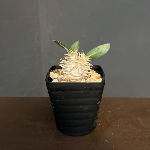 実生苗のエブレネウムです。パキポディウムはマダガスカルなどの乾燥地帯に自生する植物です。 樹形が特徴的で変化に富み、白い花を咲かせます。※詳しい商品説明は下のほうに記載があります