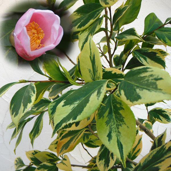 美しい斑入り葉のツバキ。茶花としても人気の西王母の斑入り葉品種です。花は緑葉品種と同じ、淡い桃色に薄紅のぼかしが入った花を咲かせます。独特の趣を持つ椿は、古来庭植えや鉢植えのほか茶花としても愛好されてきました。水はけさえ良ければ育てやすい丈...