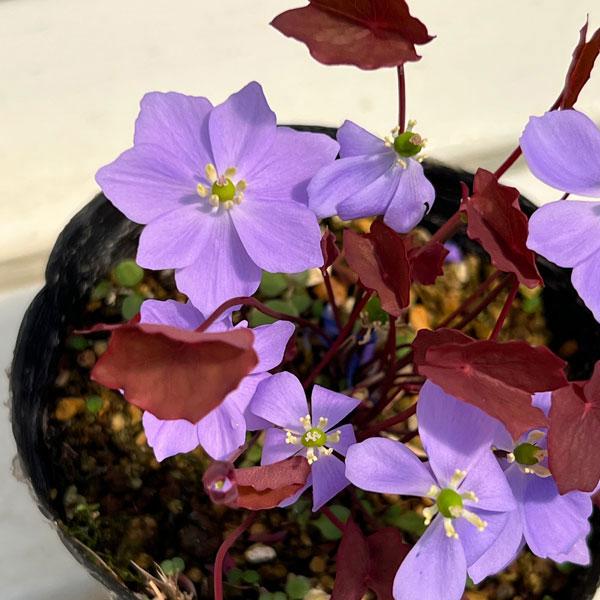 日露戦争のときの軍艦「竜田」の乗組員が黄河流域で採集し持ち帰ったといわれる品種。朝鮮半島〜中国東北部原産の多年草で、山野草愛好家にたいへん人気があります。草丈10〜30cmで、根性の葉を広げ、早春に淡紫色の花を咲かせます。別名イトマキグサ（...