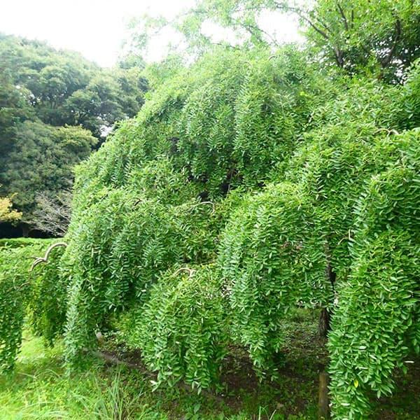 エンジュの枝垂れ品種で、優雅に垂れ下がった美しい樹形を鑑賞します。枝は地面に付くほど長く枝垂れ、初夏に咲く白い花もきれいです。庭木、シンボルツリーとしておすすめです。支柱を立てて樹高を調整することができます。※詳しい商品説明は下のほうに記載...