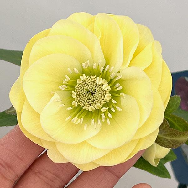 ウインターシンフォニーの開花株です。お届けするのは写真の現品です。※詳しい商品説明は下のほうに記載があります