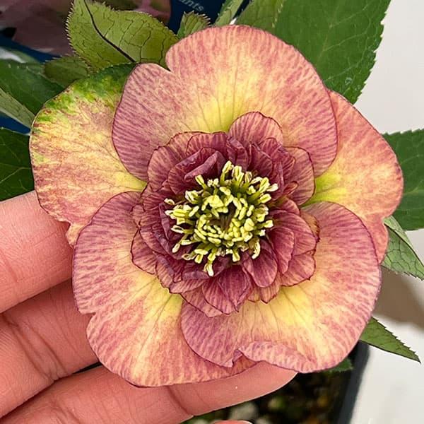 ウインターシンフォニーの開花株です。お届けするのは写真の現品です。※詳しい商品説明は下のほうに記載があります