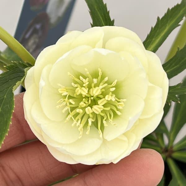 ウインターシンフォニーの開花株です。お届けするのは写真の現品です。※詳しい商品説明は下のほうに記載があります