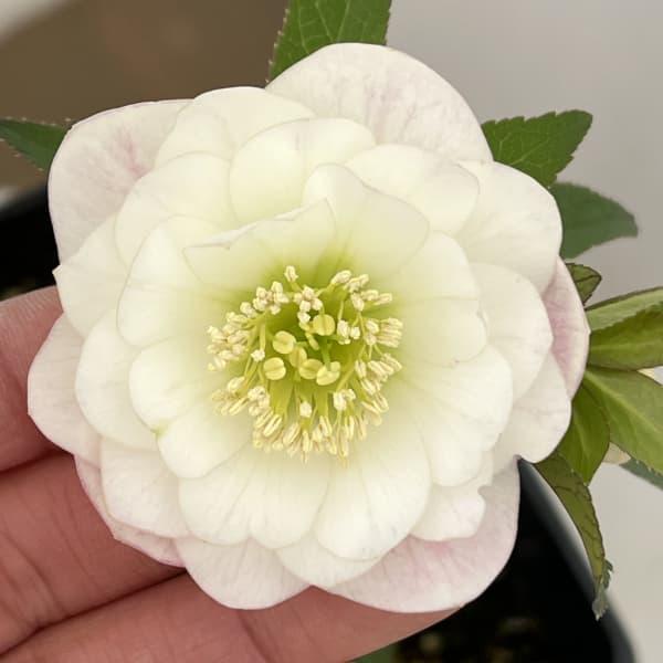 ウインターシンフォニーの開花株です。お届けするのは写真の現品です。※詳しい商品説明は下のほうに記載があります