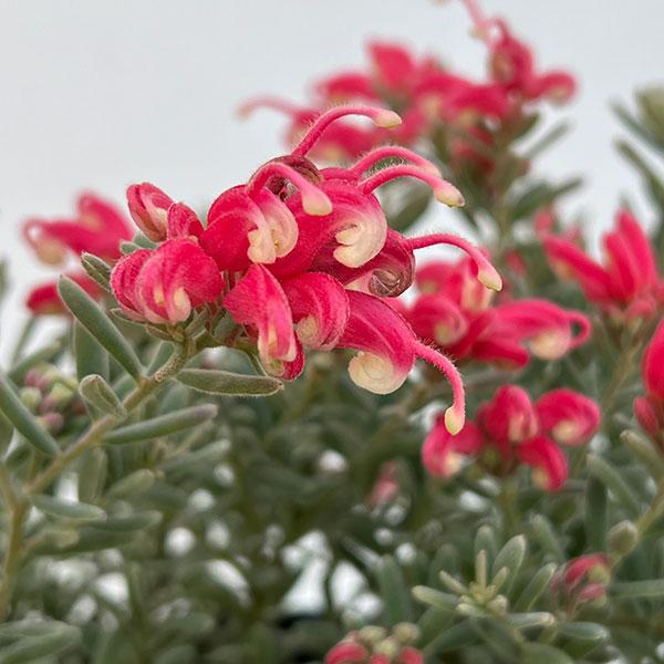 シルバーリーフ・ピンクの花を春から秋まで咲かせる常緑樹 ★入荷から日数が経ったためセール価格となりました。商品の状態は画像と異なる場合があります。★グレヴィレア属は主にオーストラリアに250種が分布する常緑低木です。花の形と葉の切れ込みに特...