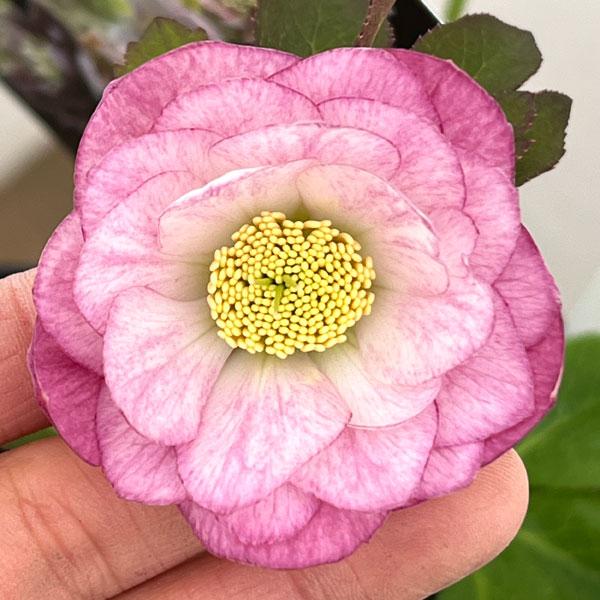 ※詳しい商品説明は下のほうに記載があります