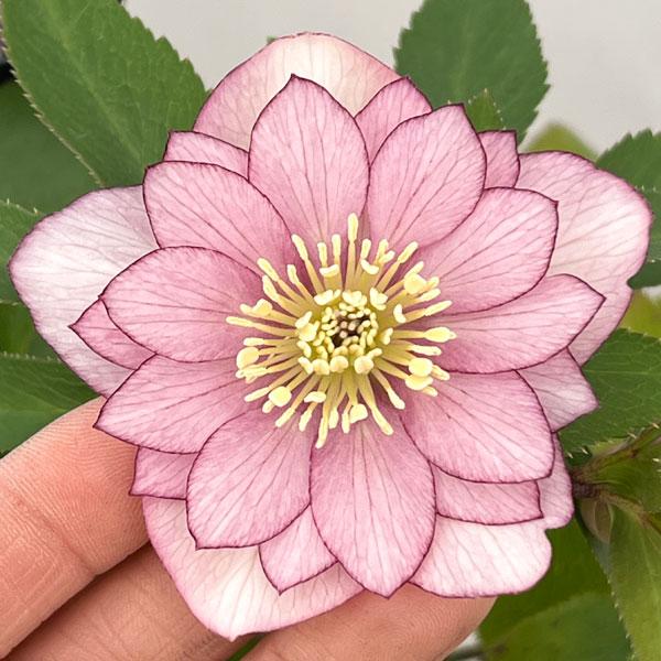 ※詳しい商品説明は下のほうに記載があります