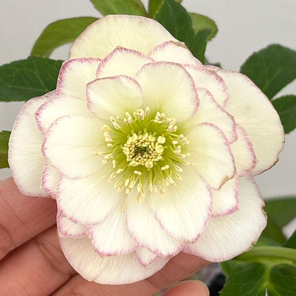 ※詳しい商品説明は下のほうに記載があります