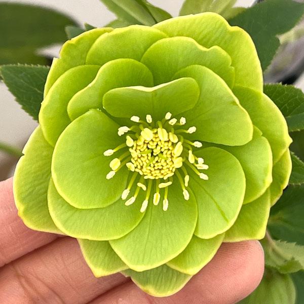 ※詳しい商品説明は下のほうに記載があります