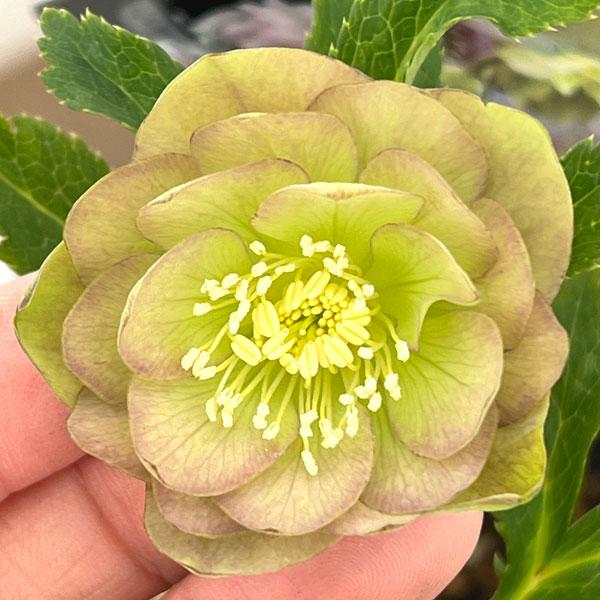 ※詳しい商品説明は下のほうに記載があります