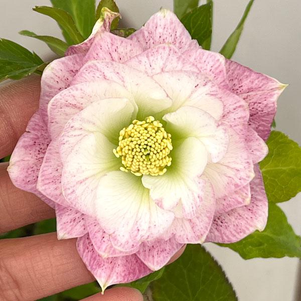 ※詳しい商品説明は下のほうに記載があります