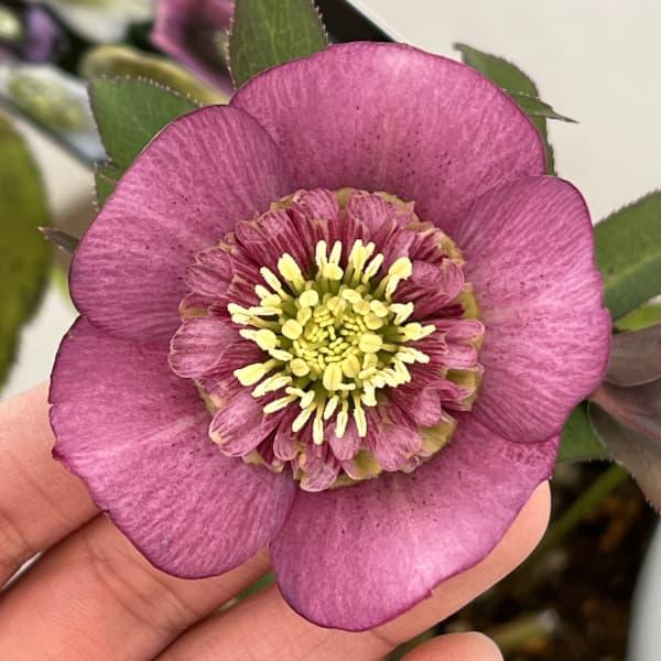 ※詳しい商品説明は下のほうに記載があります