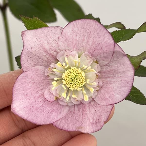 ※詳しい商品説明は下のほうに記載があります