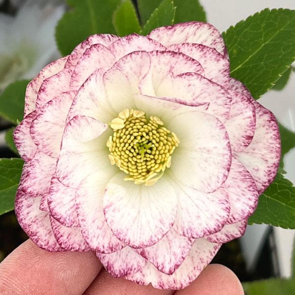 ※詳しい商品説明は下のほうに記載があります