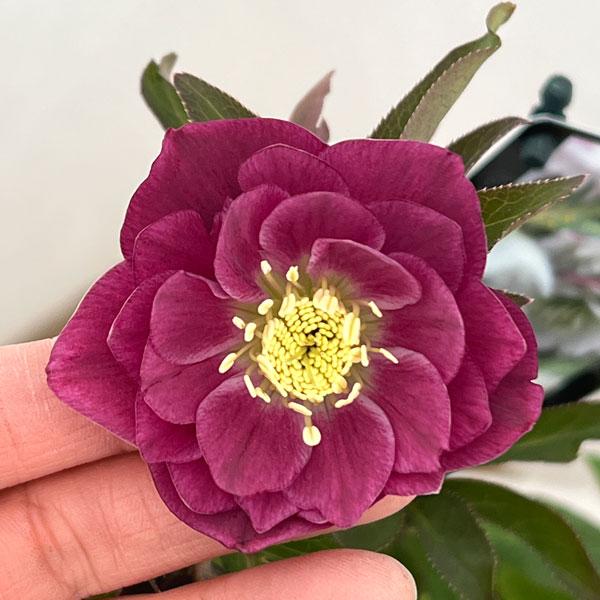 ※詳しい商品説明は下のほうに記載があります