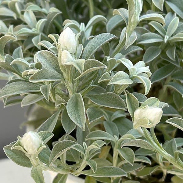 ★入荷から日数が経ったためセール価格となりました。商品の状態は画像と異なる場合があります。★ホワイトフェアリーは南アフリカ原産の常緑低木または多年草でシルバーリーフの中では「究極の白さ」を持つ品種の一つとして知られています。表面に産毛が生え...