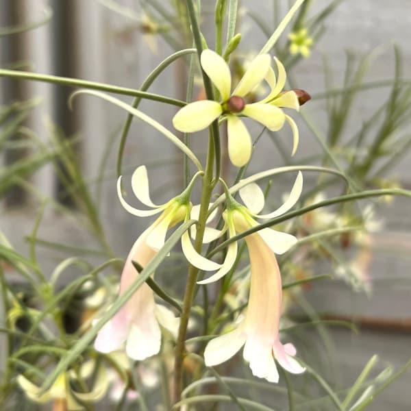 オージープランツ エレモフィラはオーストラリア原産の常緑低木で、美しいシルバーリーフで人気の植物。ホワイトトランペットは白い筒状の花を咲かせるやや大型の品種です。シルバーがかった細い葉が魅力的で、株元からの分枝もよく草姿のまとまりが良いです...