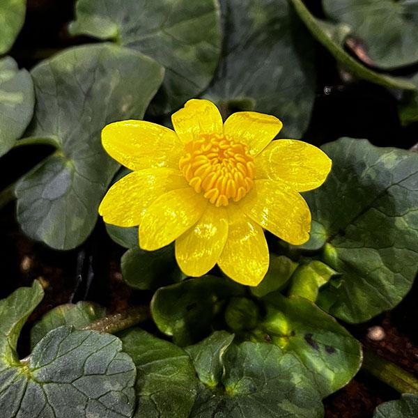 ヒメリュウキンカ（姫立金花）は、3&amp;#12316;4月頃に光沢のある黄色い花を咲かせる、ヨーロッパ原産の多年草です。立ち上がった茎の先に黄金色の花をつけることから「立金花（リュウキンカ）」という名になりました。ヒメリュウキンカは小型...