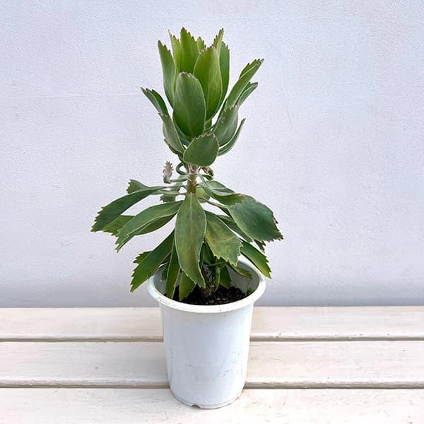 リューコスペルマムは南アフリカやオーストラリアの常緑低木です。通常はピンクッションとも呼ばれ、針山に針が刺さったようなとてもユニークな花を咲かせます。針のような花を触るとつんつんとした不思議な感触です。切り花でも人気が高く、個性的な花は非常...