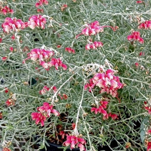 ラベンダーグレビレアはオーストラリア原産のオージープランツで、繊細な葉を茂らせ、春にピンクの花を咲かせます。ラベンダーのようなシルバーの美しい葉も年中楽しめます。春・秋は日当たりの良い所で管理します。真夏は日陰か半日陰へ。冬は室内に取り込み...