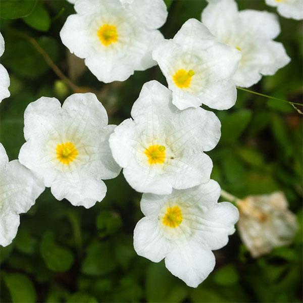 銀杯草（ギンパイソウ）は、南米原産のナス科の多年草で、細かい葉をびっしりと茂らせ、春から初夏にかけて白色のカップ（盃）状の花を上向きに咲かせる愛らしい草花です。草丈は10cmと低く、茎が地面を這ってマット状に広がります。地植えにしてグランド...