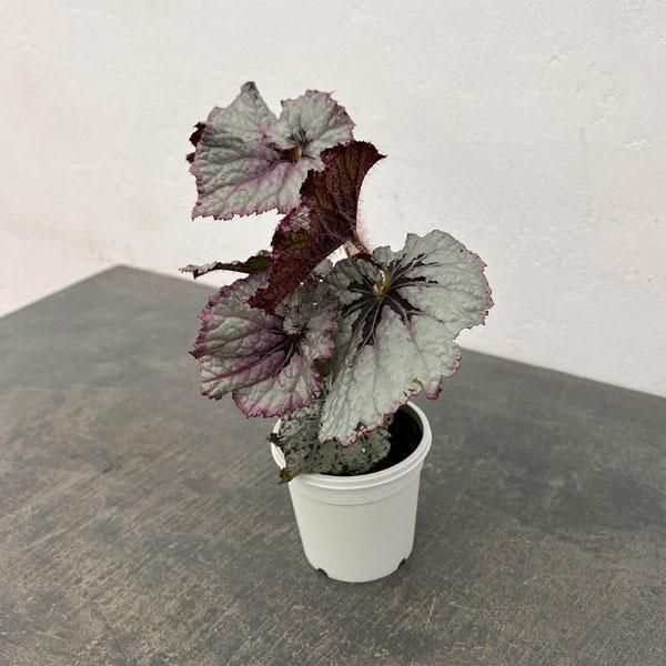 華麗で美しい葉を持つレックスベゴニア。観賞用ベゴニアとも呼ばれ、葉の形や色彩が豊富です。茎が地面を這うように伸び、よく枝別れしてこんもりと葉を茂らせます。日陰に強いので、インテリアで観葉植物として鉢植えで楽しんだり、直射日光が入らないベラン...