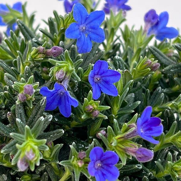 ★入荷から日数が経ったためセール価格となりました。商品の状態は画像と異なる場合があります。★フィロティカはオーストラリア原産のネイティブプランツ（オージープランツ）。 4&amp;#12316;5月頃に、枝先に星型に似た小さな花を多数咲かせ...