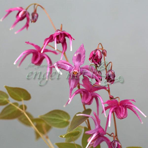 主に北海道の中部から本州の日本海側に自生する山野草で、船の碇（イカリ）に似た花をつけることからこの名がついています。日向でも日陰でも育てられます。観賞用や薬用として栽培されます。お庭の下草としておすすめです。「夕映え」は赤（ピンク）花品種で...