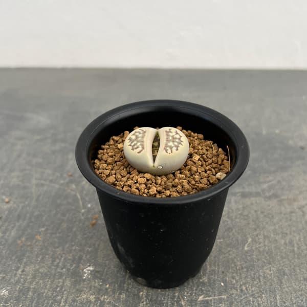 リトープス（Lithops）は多肉質のユニークな形の宿根性多肉植物です。外敵から身を隠すために自らが小石に似せた姿になっているので、小石（ペブル）のような植物とも呼ばれます。脱皮をする植物としても有名で、珍しい植物です。大きくはメセン類と呼...