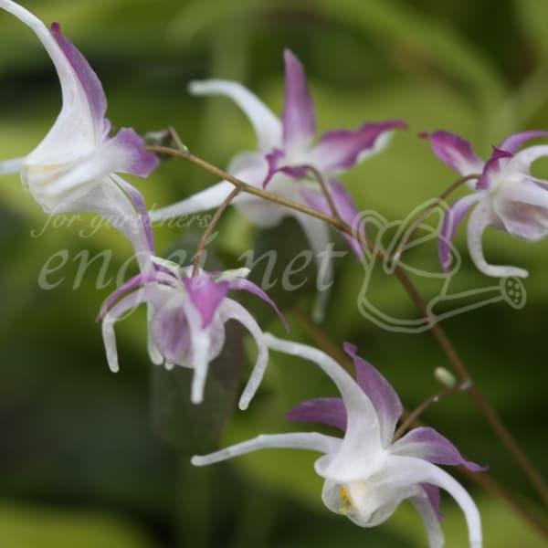 主に北海道の中部から本州の日本海側に自生する山野草で、船の碇（イカリ）に似た花をつけることからこの名がついています。日向でも日陰でも育てられます。観賞用や薬用として栽培されます。お庭の下草としておすすめです。多摩の源平は2色咲きです。※詳し...