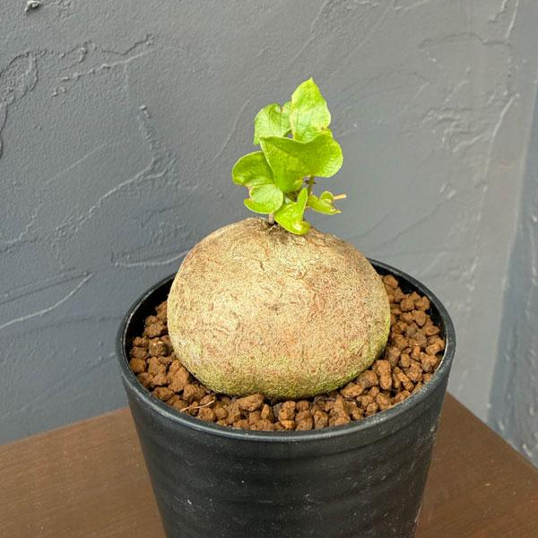 国内実生で育てられたまるっとかわいい亀甲竜のセレクト株です！塊根性多肉植物ディオスコレアは、塊根が亀の甲羅模様に似ていることから亀甲竜（和名）と呼ばれており、成長するにつれはっきりとした亀甲模様になります。秋〜春にかけてつるを伸ばし、ハート...