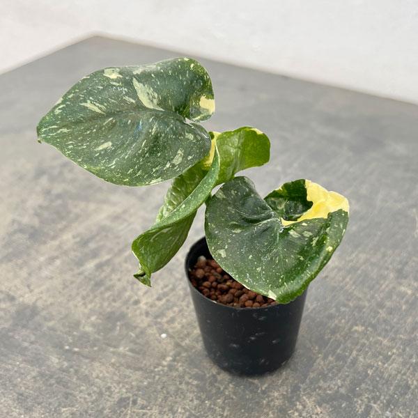 かわいいミニサイズのモンステラタイコンステレーションです。小さいですが幹もしっかりしています！モンステラは、ハート型のつやのある濃緑の葉が美しく、丈夫な観葉植物です。半つる性になりますので、ヘゴ柱仕立てにすることもできます。和名はホウライシ...