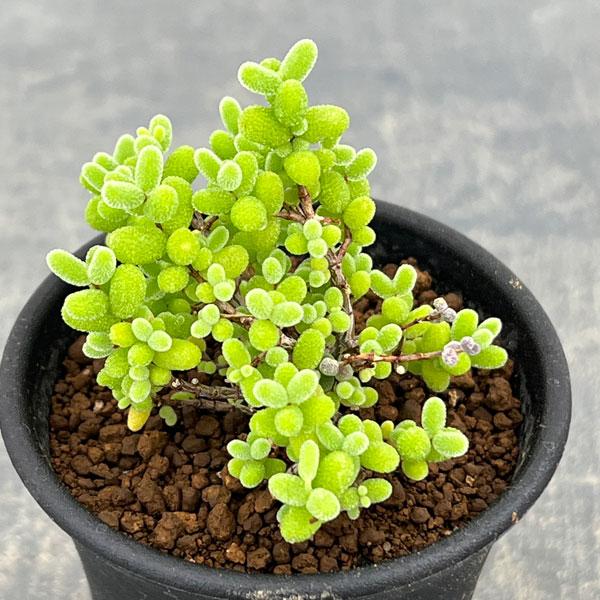 つぶつぶなかわいい葉が特徴的なドロサンテマム密橘です。ドロサンテマムは、南アフリカ原産の多肉植物です。乾燥に強く丈夫で、鮮やかな花を咲かせます。葉は小さく、肉厚で、表面がキラキラと光るような質感を持っています。この特徴的な葉は、乾燥地帯での...