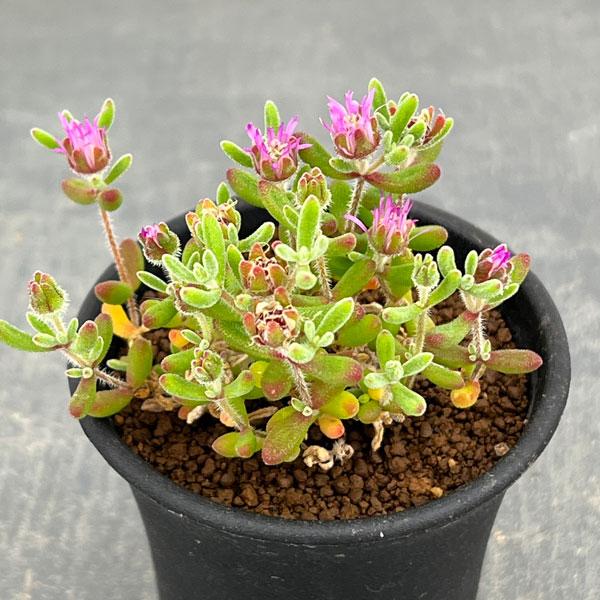 ドロサンテマムは、南アフリカ原産の多肉植物です。乾燥に強く丈夫で、鮮やかな花を咲かせます。葉は小さく、肉厚で、表面がキラキラと光るような質感を持っています。この特徴的な葉は、乾燥地帯での水分保持に適応しています。ドロサンテマムは、春から夏に...