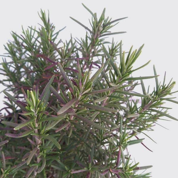 ハーブ苗 ★入荷から日数が経ったためセール価格となりました。商品の状態は画像と異なる場合があります。★セイラムは濃いブルーの花を咲かせる立性ローズマリーです。ローズマリーの中では比較的の耐寒性が強く、庭木、鉢植え、ガーデニングなどにおすすめ...