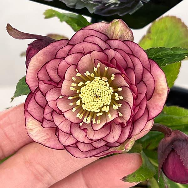 ※詳しい商品説明は下のほうに記載があります