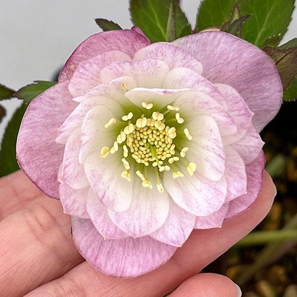 ※詳しい商品説明は下のほうに記載があります