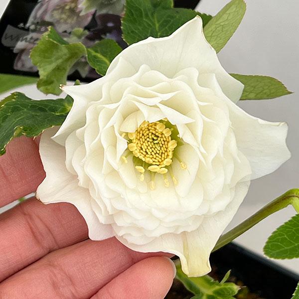 ※詳しい商品説明は下のほうに記載があります