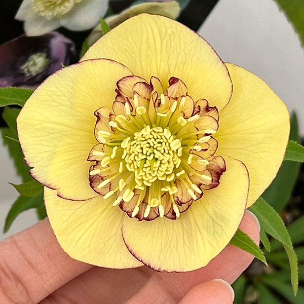 ※詳しい商品説明は下のほうに記載があります