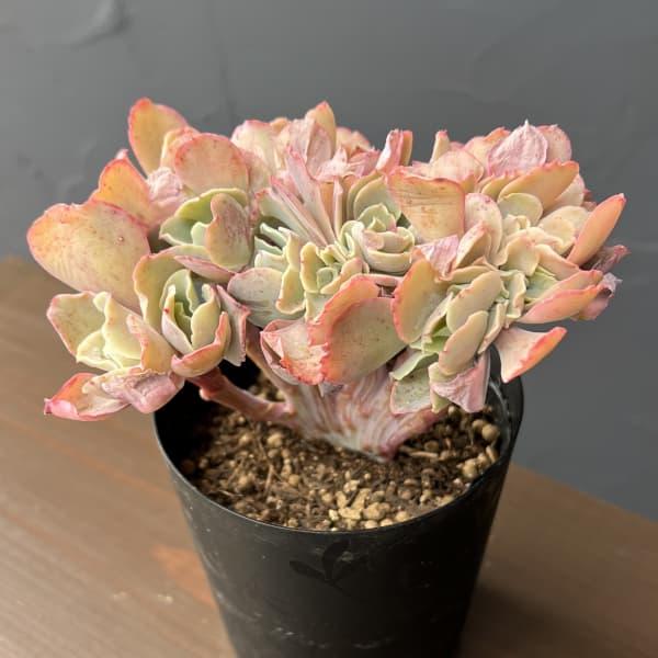 珍しい綴化のエケベリア高砂の翁です。綴化は植物の生長点に突然変異が起こり、連なるように帯状に成長したりする珍しい現象です。秋から春にかけて葉色が鮮明に紅葉します。葉の縁のフリルが可愛いです。※詳しい商品説明は下のほうに記載があります