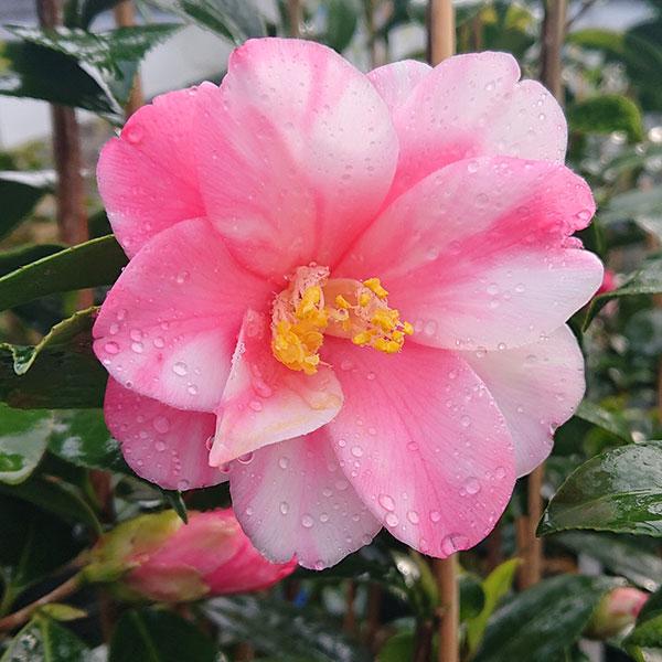 絞蓮華（しぼりれんげ）はピンクに白のぼかしの入る美しい蓮華咲き品種です。独特の趣を持つ椿は、古来庭植えや鉢植えのほか茶花としても愛好されてきました。育てやすい丈夫な花です。記念樹としても最適です。※詳しい商品説明は下のほうに記載があります